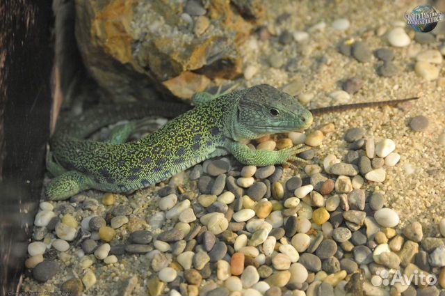 Ящерица жемчужная, красавец мужчина