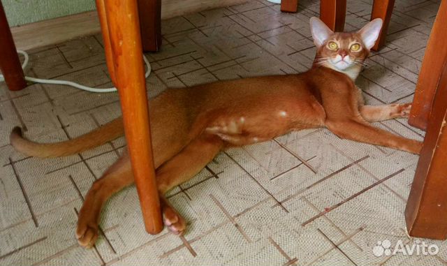 Отдам Абиссинскую кошку