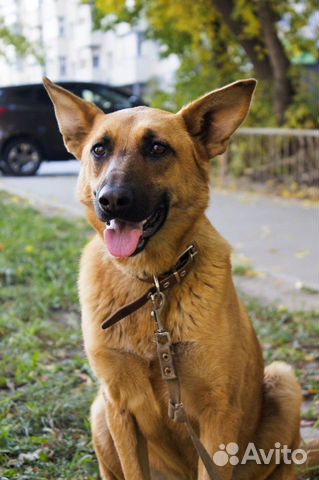 Собака в добрые руки