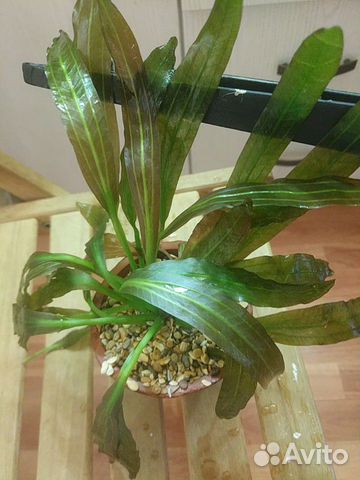 Эхинодорус Флоренс