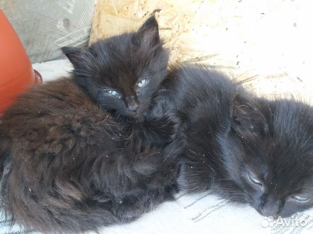 Котята
