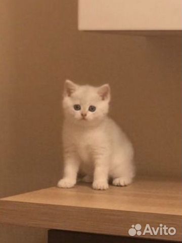 Котята шотланцы