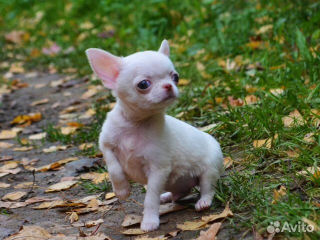 Мини светлячок