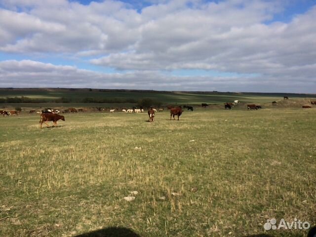 Продаю телки 7 месячные