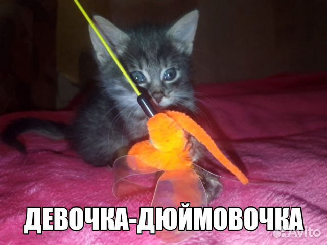 Котята ждут мампап
