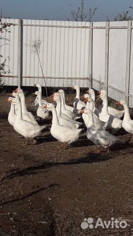 Гуси Линда живым весом