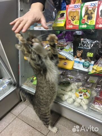 Ярик из зоомагазина