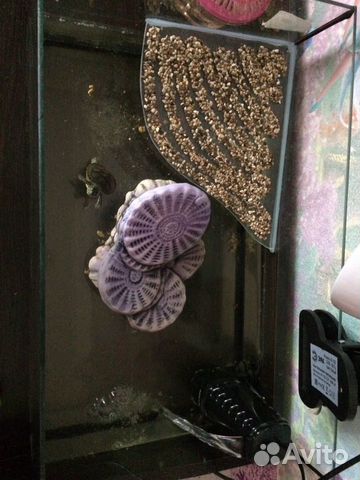 Черепаха кпасноухая