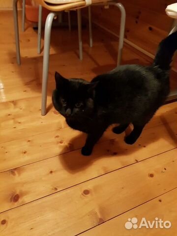 В добрые руки плюшевого котика