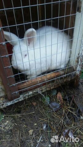 Продам крола