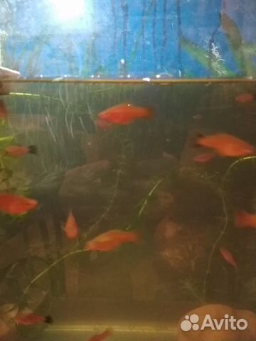 Рыбки аквариумные меченосцы