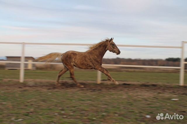 Rocky Mountain Horse