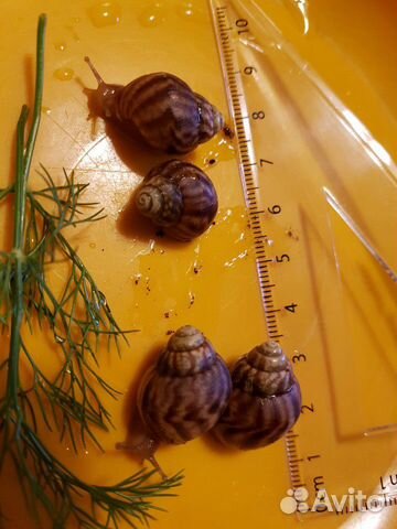 Ахатины в добрые руки