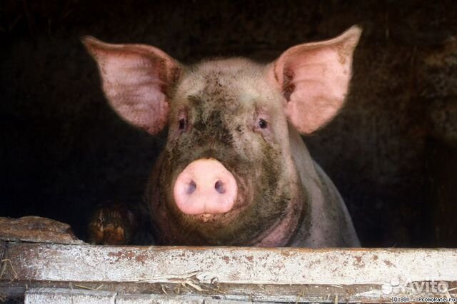 Хряк на вязку