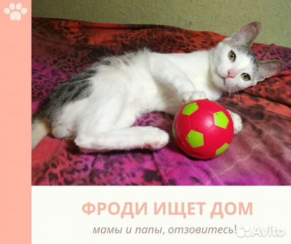 Котенок