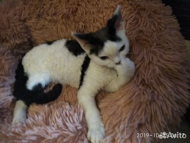 Кудряшки Девон Рекс