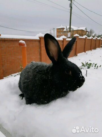 Кролики самцы на племя