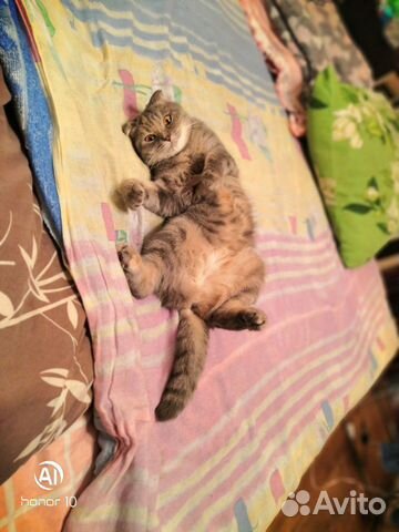 Кошка