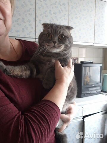 Котик в добрые руки