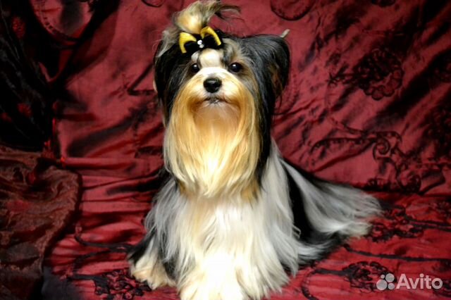 Подрощенный мальчик бивер