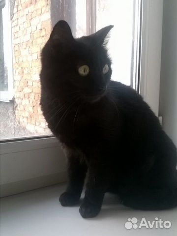 Леди в чёрном, кошка Мусёна ищет дом