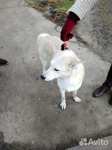 Найдена собака в сао в районе Рио Дмитровка