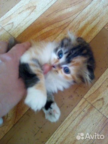 Вислоухая трёхцветная кошечка