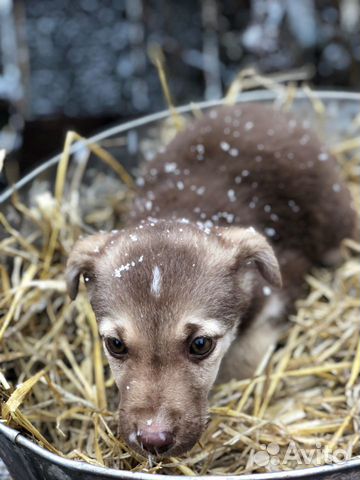 Здоровый щенок №1 от домашней деревенской собаки