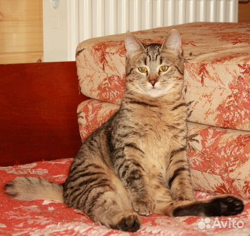 Пиксибоб кошка Иволга