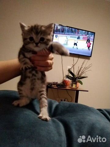 Кошечка