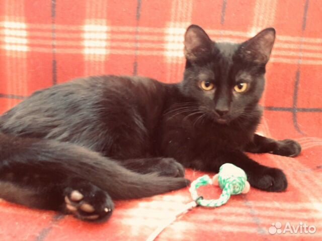 Котята Роскошный Жгучий Брюнет дар в добрые руки