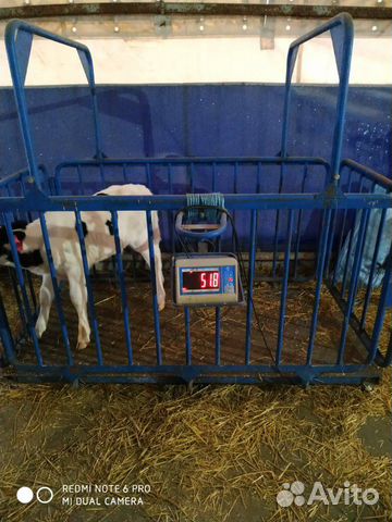 Телята голштинской породы