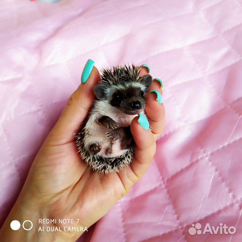 Африканский карликовый ёжик