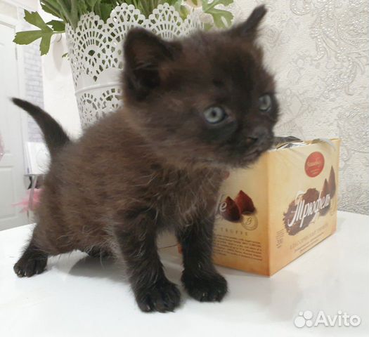 Котенок Трюфель ждет маму