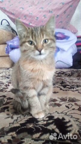 Отдам в добрые руки