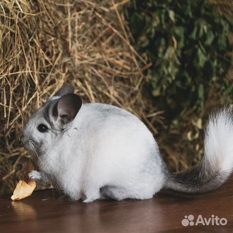 Шиншиллята разных окрасов из домашнего питомника