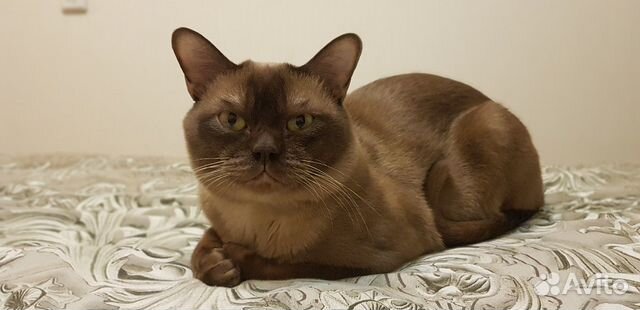 Бурманская