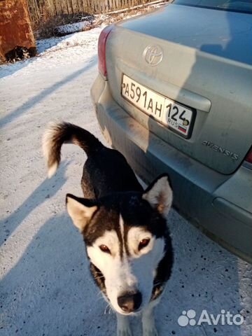 Молодой парень, помесь, около 1 год