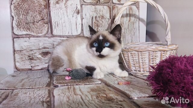 Эксклюзивные котята ищут хозяев