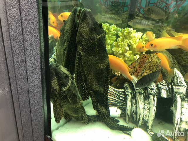 Сомы большие