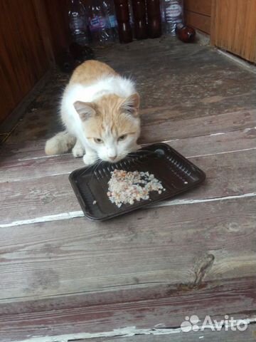 Рыжику очень нужен дом