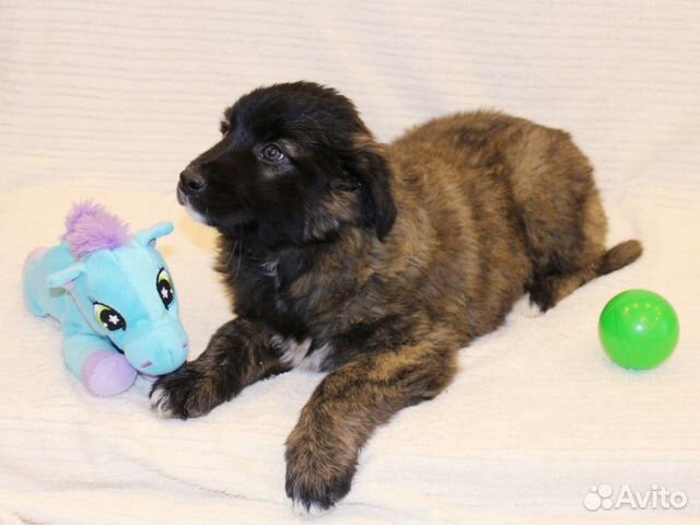 Тигровая красавица