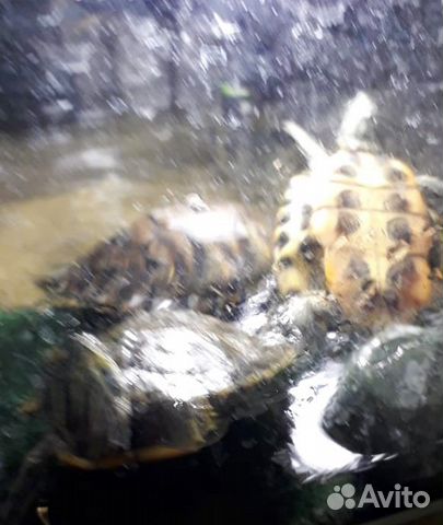 Черепашки