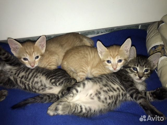 Котята