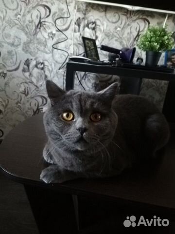 Вязка с британским котом