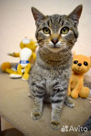 Котенок Баксик 3 мес в добрые руки