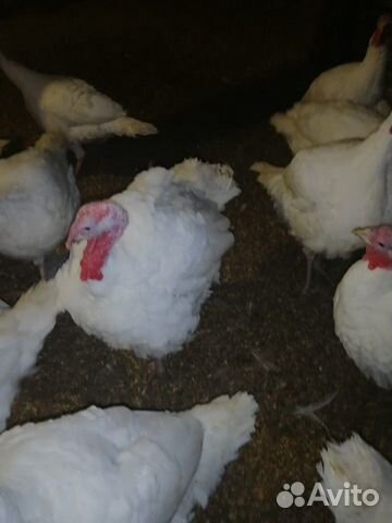 Индюки возрос 4 мес 10 дней