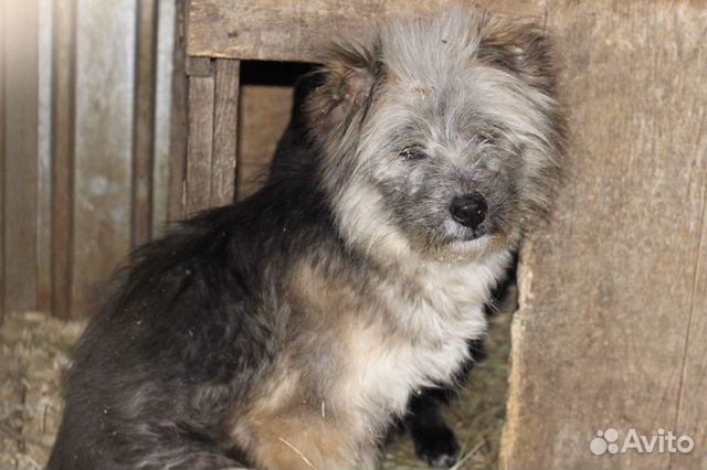 Молодой песик Чубакка в добрые руки