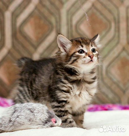 Курильский бобтейл домашняя рысь