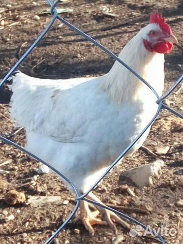 Молодые петухи